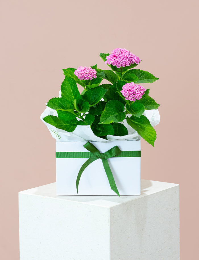 House Plants Melbourne