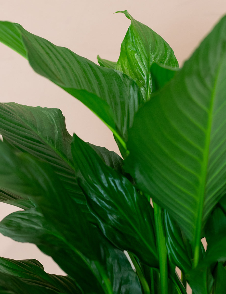 Large Peace Lily - House Plant | Daily Blooms - Same Day Delivery