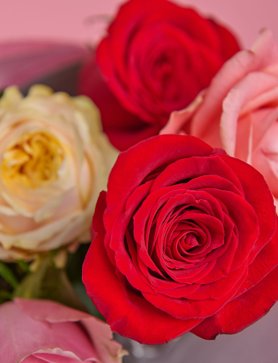 Half Dozen Mixed Roses | Daily Blooms - Same Day Flower Delivery