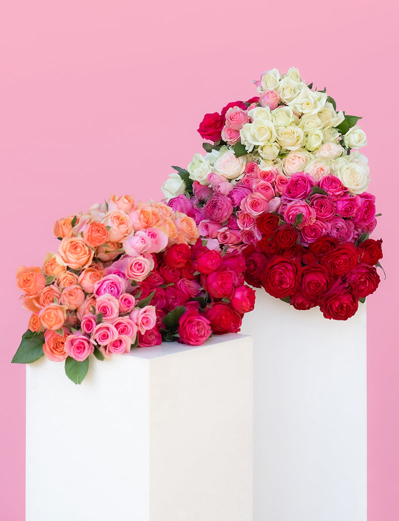 A Dozen Mixed Roses | Daily Blooms - Same Day Flower Delivery