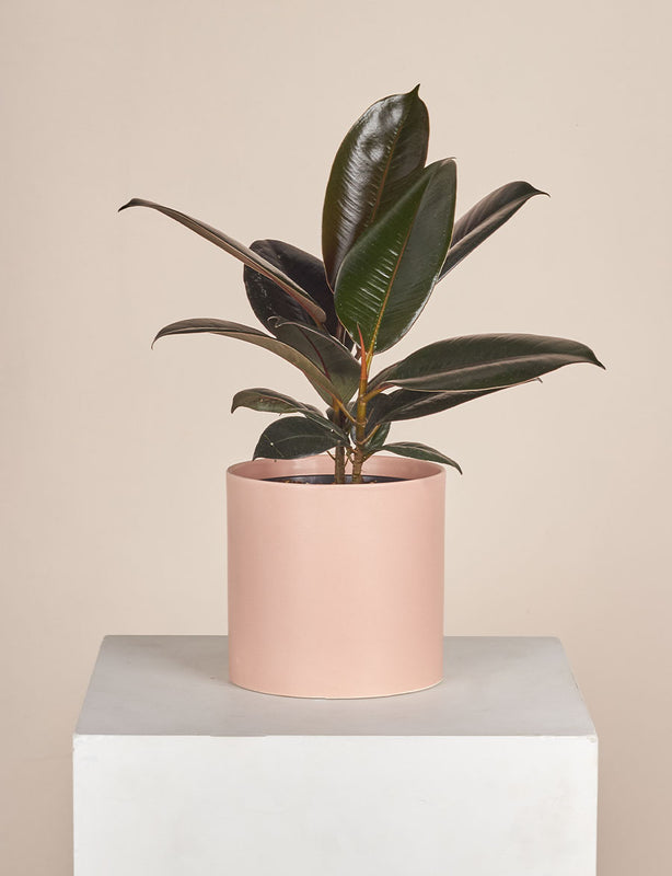 Ficus Elastica + a Pink Pot | Daily Blooms - Same Day Plant Delivery